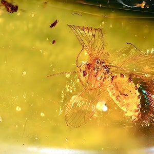 Neuroptera Lacewing - Berothidae - Burmese Amber - Etsy