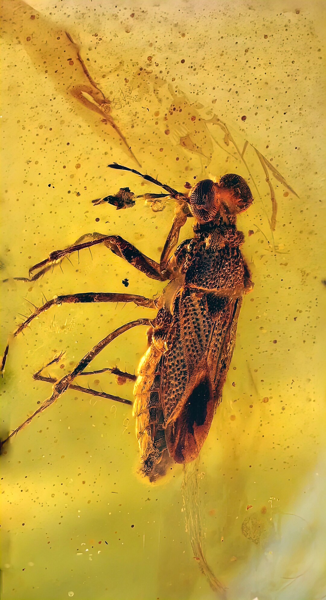 Superb Hemiptera Saldidae in Burmese Amber - Etsy