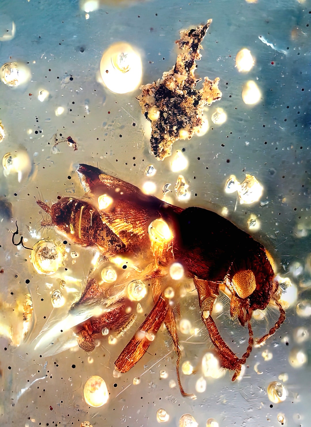 Perfect Gryllotalpa Mole Cricket Nymph in Burmese Amber - Etsy