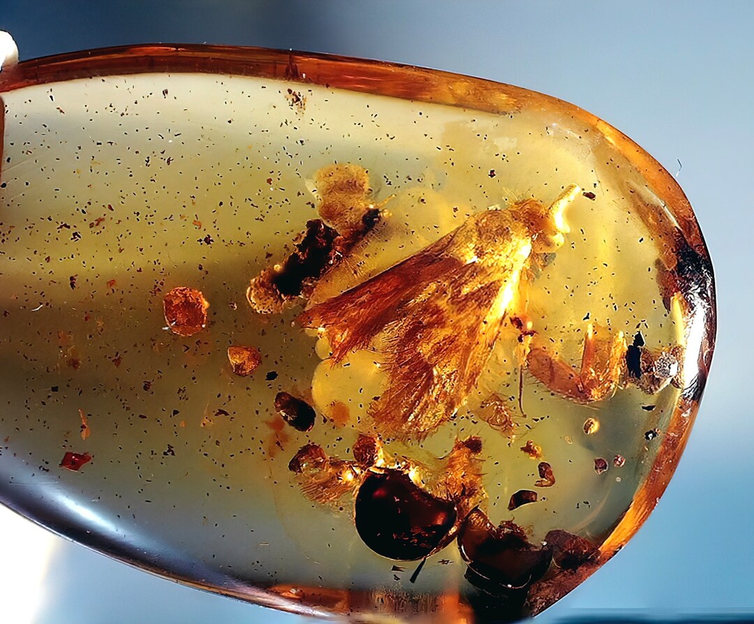 Beautifull Lepidoptera Moth in Burmese Amber - Etsy