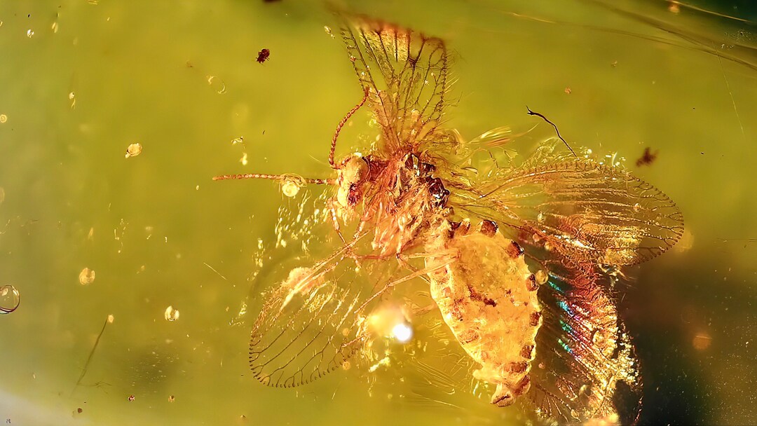 Neuroptera Lacewing - Berothidae - Burmese Amber - Etsy