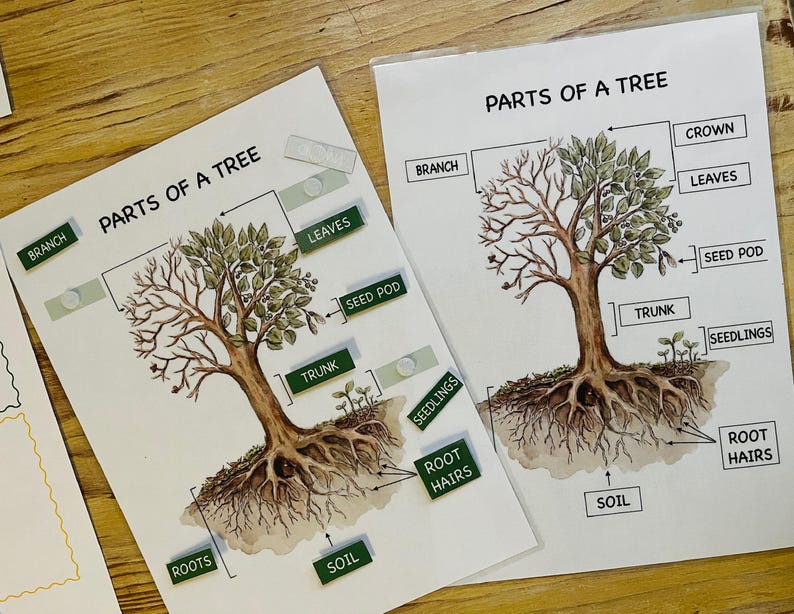 Tree Unit Study Bundle Anatomy of a Tree Nature Study Homeschool ...