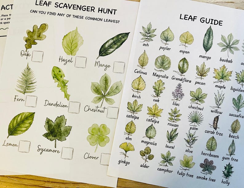 Tree Unit Study Bundle Anatomy of a Tree Nature Study Homeschool ...
