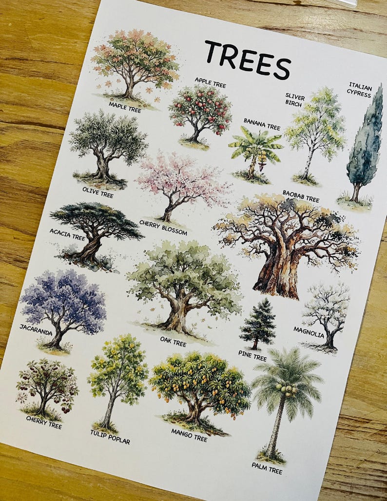 Tree Unit Study Bundle Anatomy of a Tree Nature Study Homeschool ...