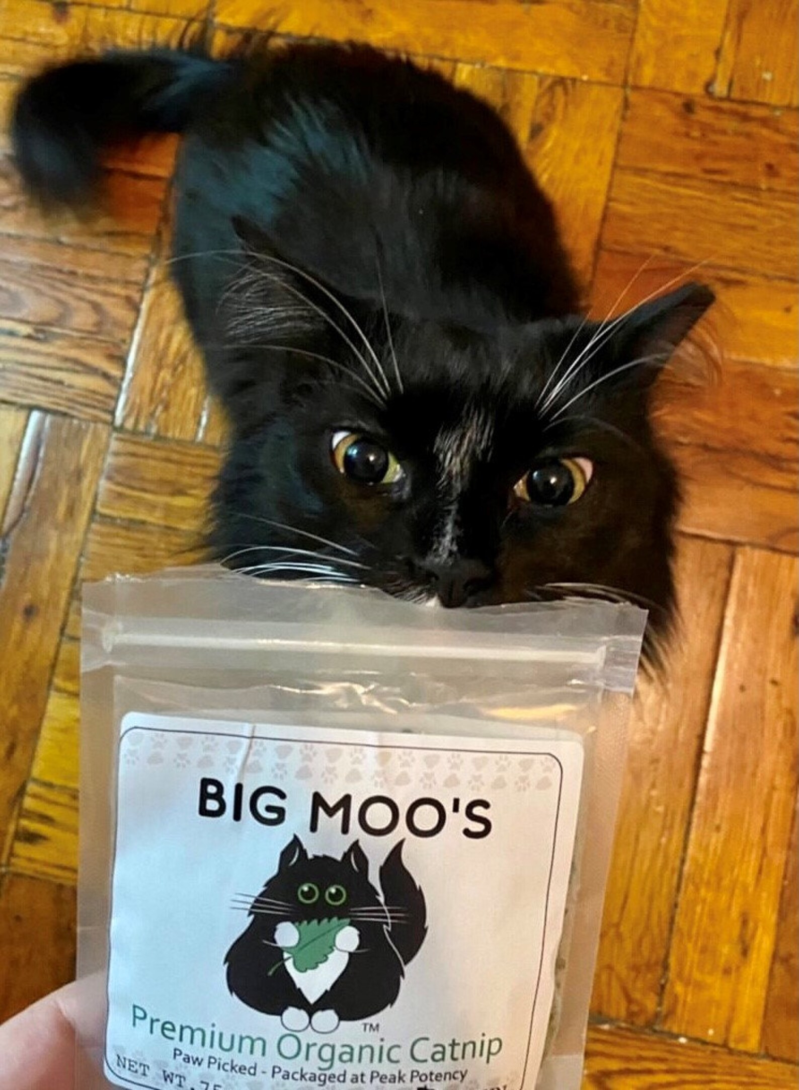 Big Moo's Organic Ground Catnip All Natural Organic - Etsy