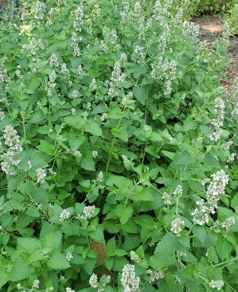 Big Moo's Organic Ground Catnip, All Natural, Organic, Very Potent, Cat ...