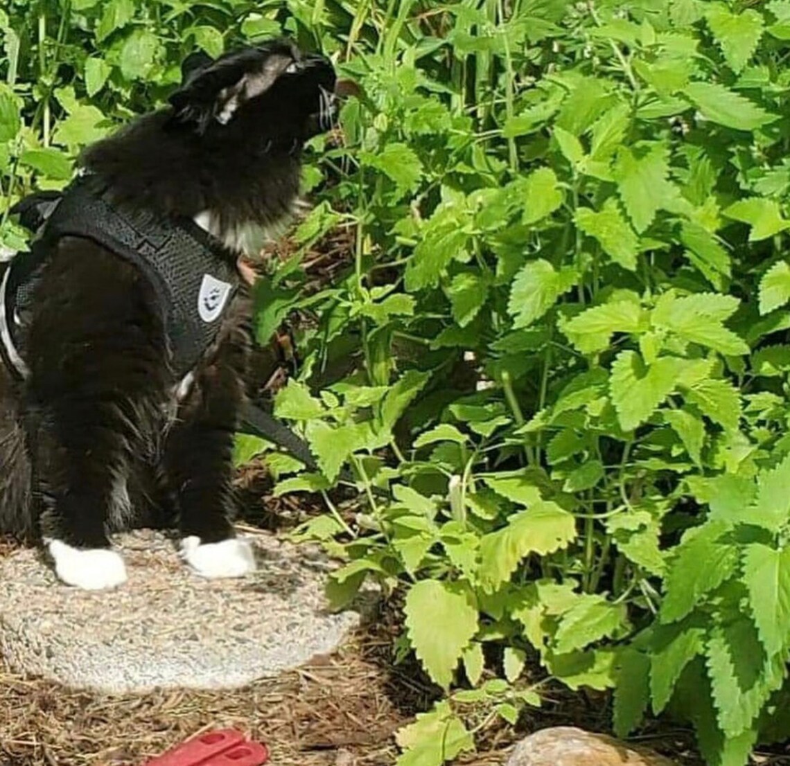 Big Moo's Organic Ground Catnip All Natural Organic - Etsy