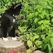 Big Moo's Organic Ground Catnip All Natural Organic - Etsy