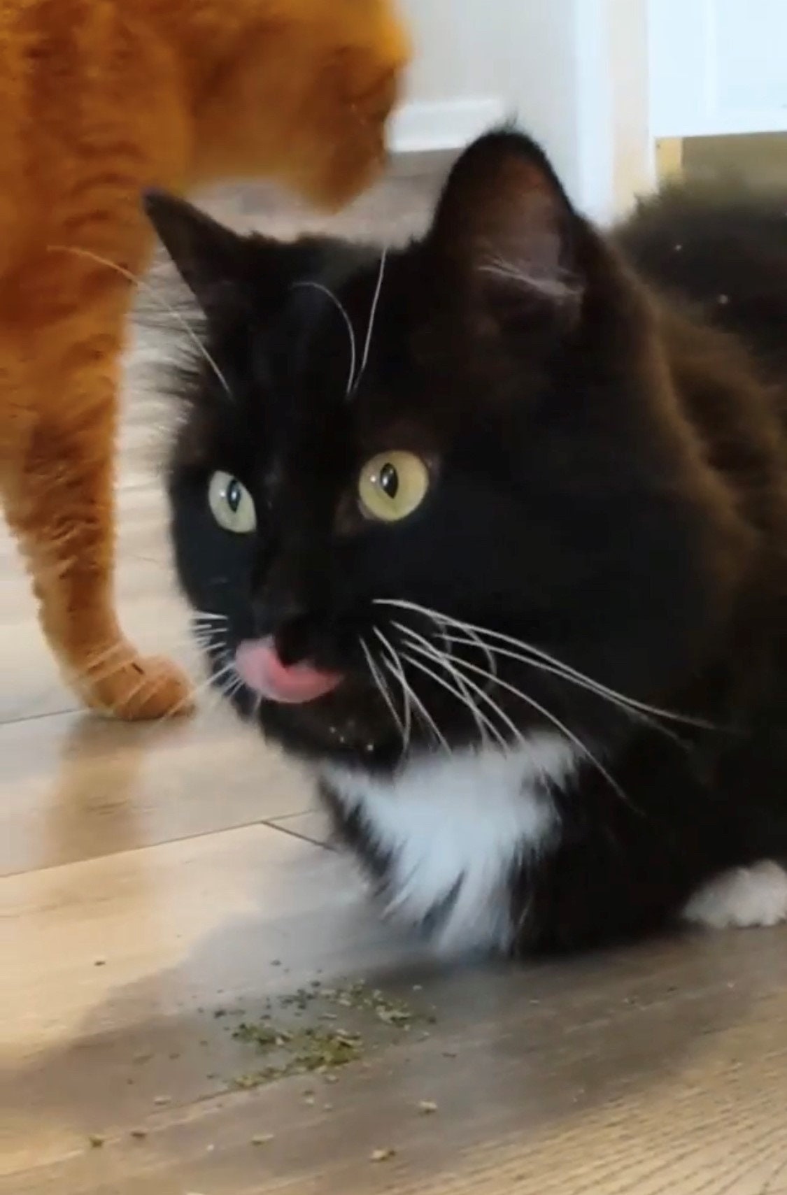 Big Moo's Organic Ground Catnip All Natural Organic - Etsy