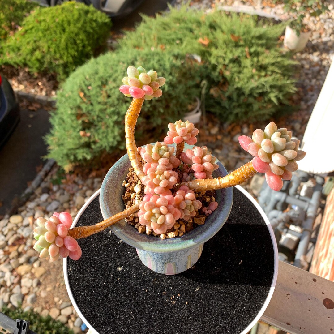 Boutique Big Rare Succulents/sedum Caviar Cluster 5/what You See is ...