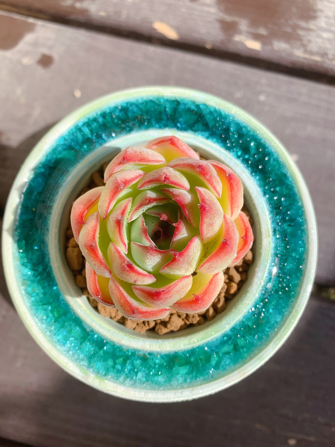 Rare/echeveria soul Fairy/live Plant/colorful Imported Cute - Etsy