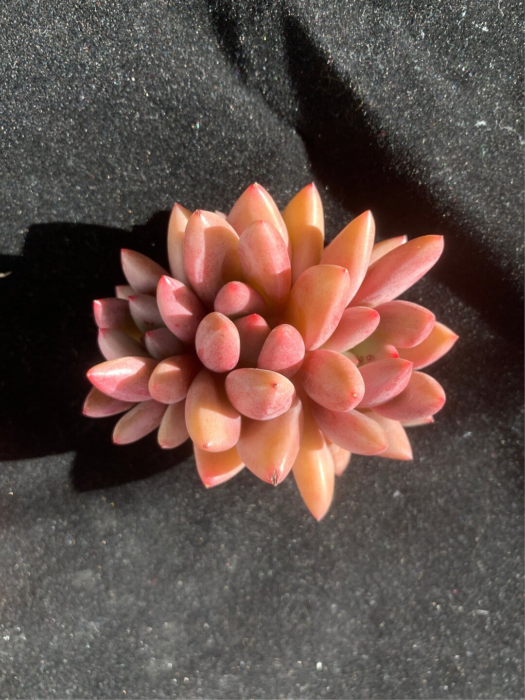 Rare Succulent/graptoveria Ruby Donna/live Plant/colorful Imported Cute ...