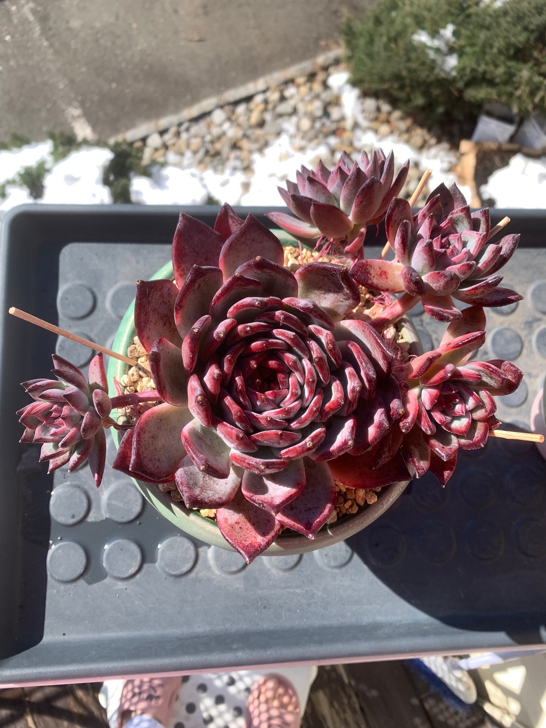 Rare Succulents Echeveria Latam/ Ratam/live Plant/colorful Imported Cute Succulent - Etsy