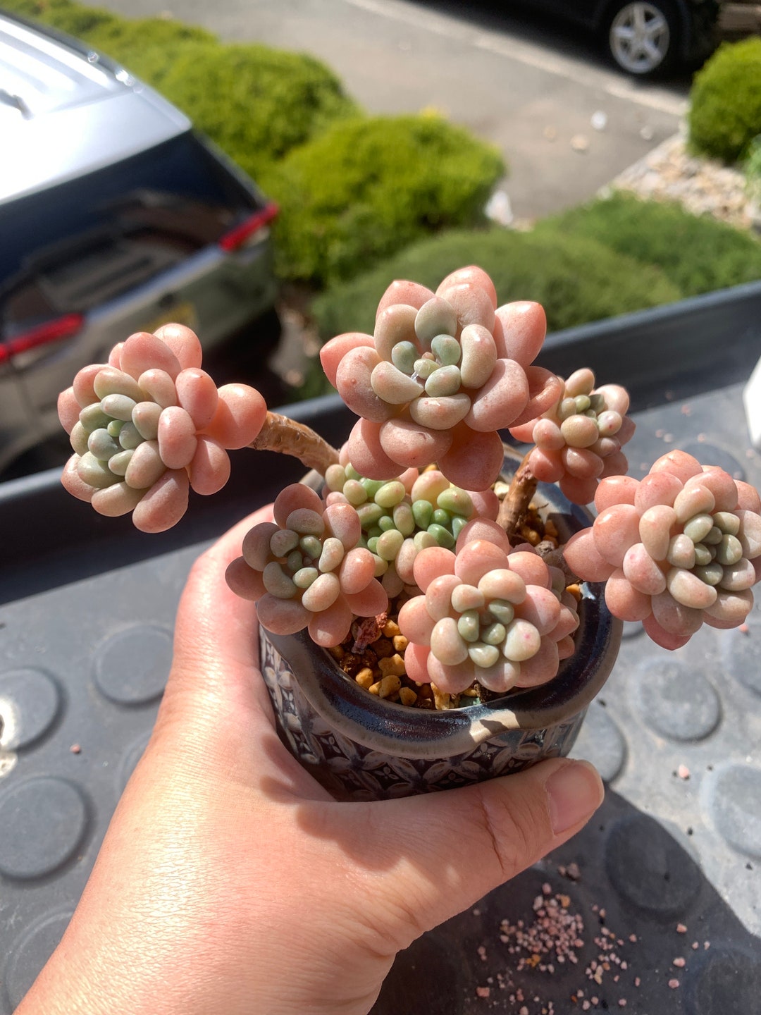 Echeveria Caviar - Etsy