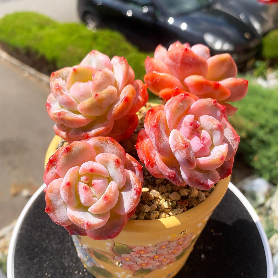 Boutique Big Rare Succulents/echeveria Orange Monroe 4 Heads 5.4"/what ...