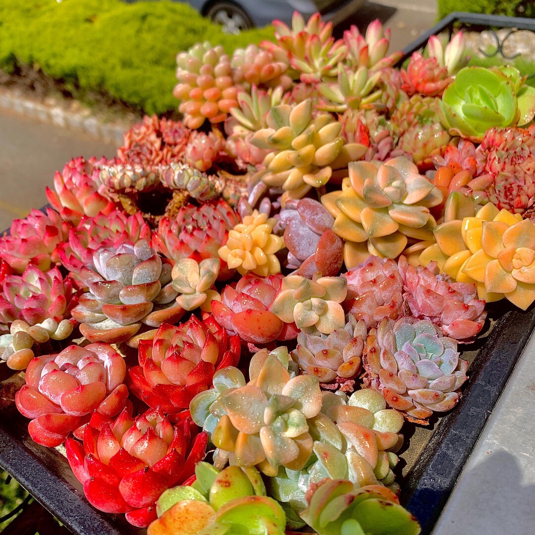 Boutique Rare Succulents/mix Random Shipment 5 or 10 Plants 1.3-1.8 ...