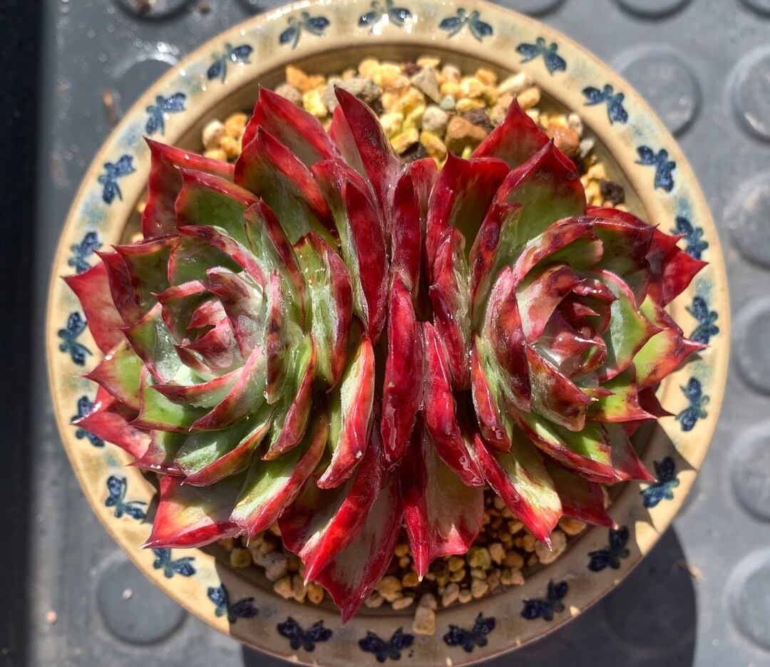 Rare Succulents/echeveria Agavoides 'casio'/live Plant/colorful Imported Cute Succulent - Etsy