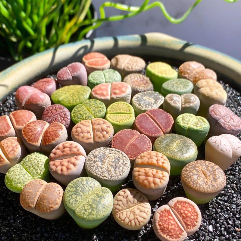 Lithops Plant With Pot - Etsy