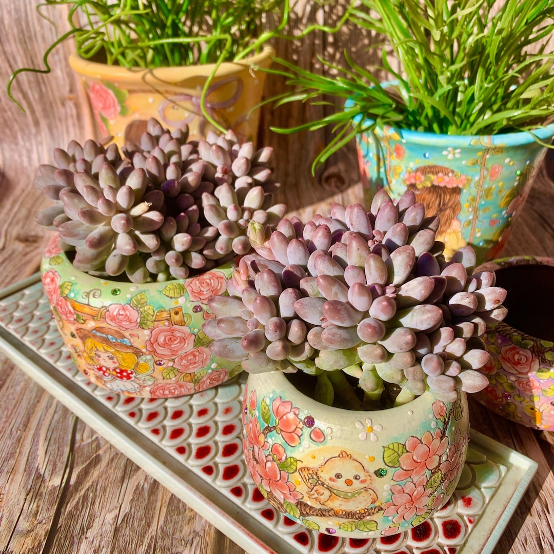 Boutique Rare Succulents/pachyphytum Baby Finger Cluster 4", Imported ...