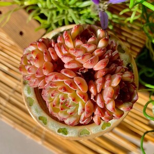 乌卅WASA Professional Succulent Pot/all Hand-drawn Embryo, Hand-carved ...