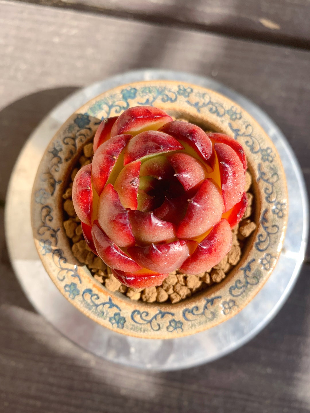 Rare Succulent/echeveria Puli-lindsayana/live Plant/colorful - Etsy