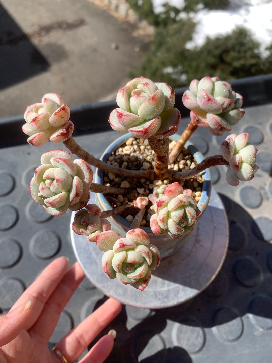 X Sedeveria 'pudgy' - Etsy