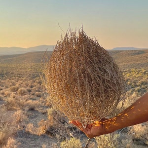 Tumbleweeds Small Size 912 Tumbleweed Hand Foraged Ethically Sourced ...