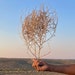 Small Size Tumbleweed Branch! 9”-12” SINGLE BRANCH Tumbleweed Branch ...