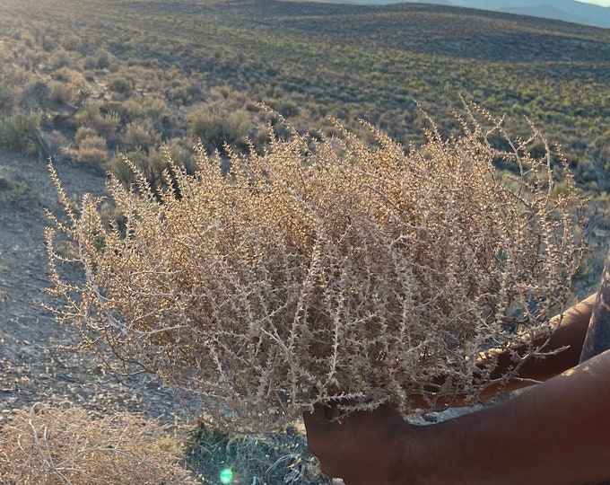 Large Tumbleweed Hand Foraged Natural Desert Tumbleweed Huge Size ...