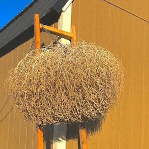 Massive!! the ORIGINAL “tumblier” Tumbleweed Chandelier! USA! Huge ...