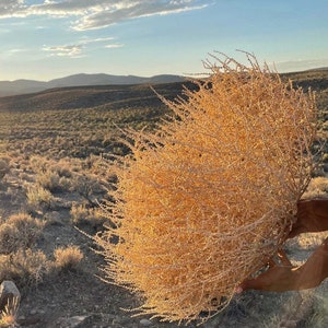 Tumbleweeds! Large Size! 16”-19”+ Beautiful Full Tumbleweeds Hand ...