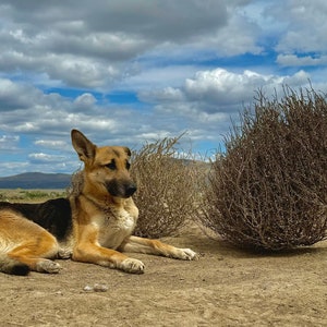 Tumbleweeds! MASSIVE SIZE! 30”+!! Wow! Beautiful Full Tumbleweeds Hand ...