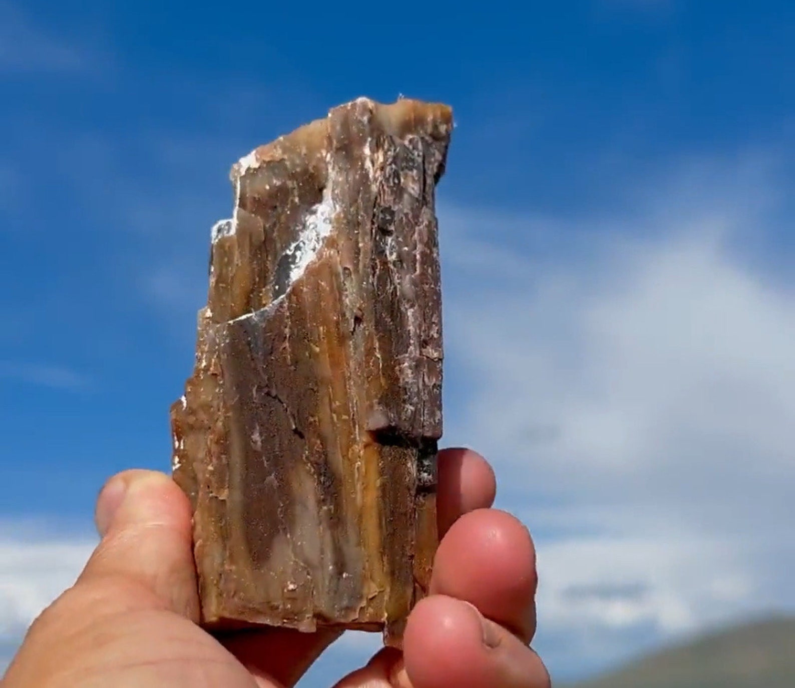 Stunning Petrified Wood Crystal Covered Beautiful !! Ethically Sourced ...