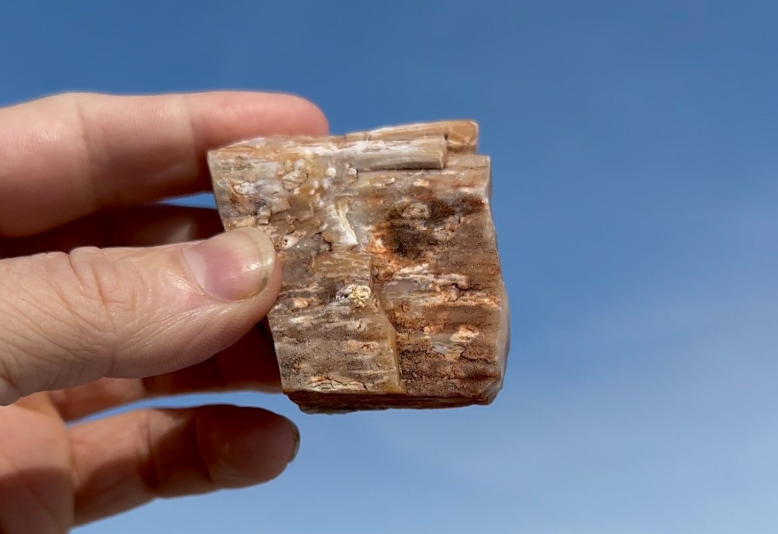 Pink Limb Cast Petrified Wood! Highly Agatized Opalized Wood Incredibly ...
