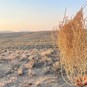 XL Large Medium Small Tumbleweed Single Branch Hand Foraged Natural ...
