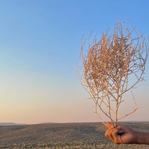 Medium Size Tumbleweed Branch! 12”-15” SINGLE BRANCH Tumbleweed Branch ...