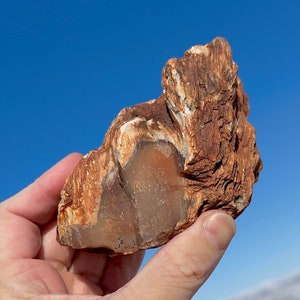 Large! Stunning Patterns!! Petrified Wood Quartz Druzy Crystal Covered ...