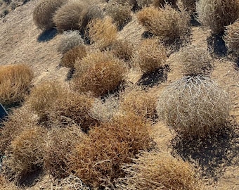 Extra Large Tumbleweed Natural Desert Tumbleweeds Huge Size Ethically ...
