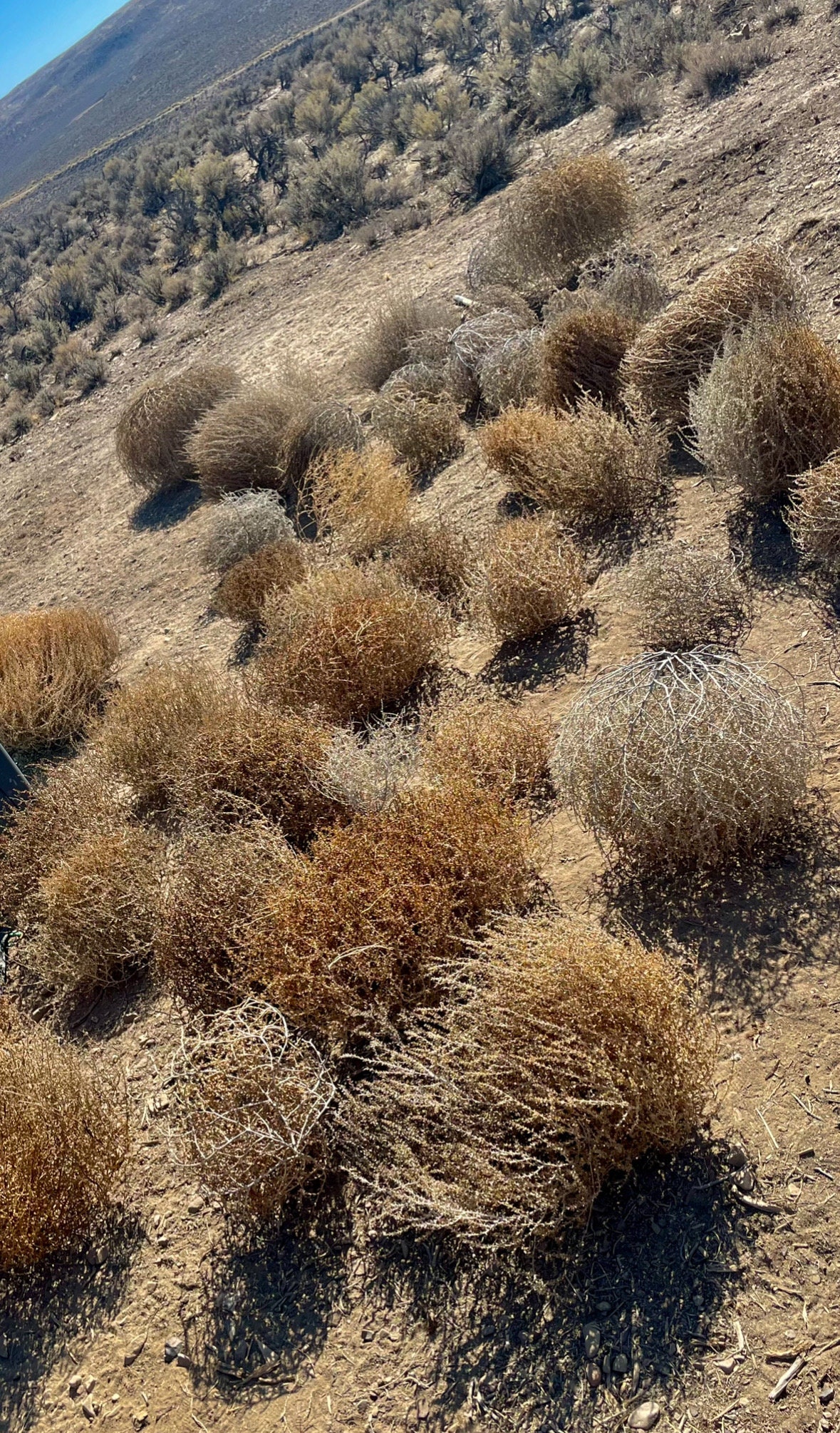 Tumbleweeds! ALL Sizes!!! Wedding Home Decor, Western Theme, Organic ...