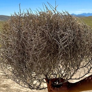 Extra Large Tumbleweed Natural Desert Tumbleweeds Huge Size Ethically ...