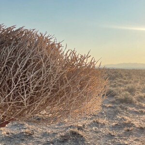 Tumbleweeds! Large Size! 15”-17”+ Beautiful Full Tumbleweeds Hand ...