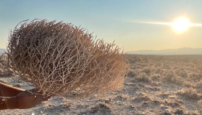 Tumbleweeds! Large Size! 15”-17”+ Beautiful Full Tumbleweeds Hand ...
