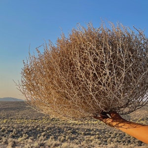 Tumbleweeds Large Size 1619 Beautiful Full Tumbleweeds Hand Foraged ...