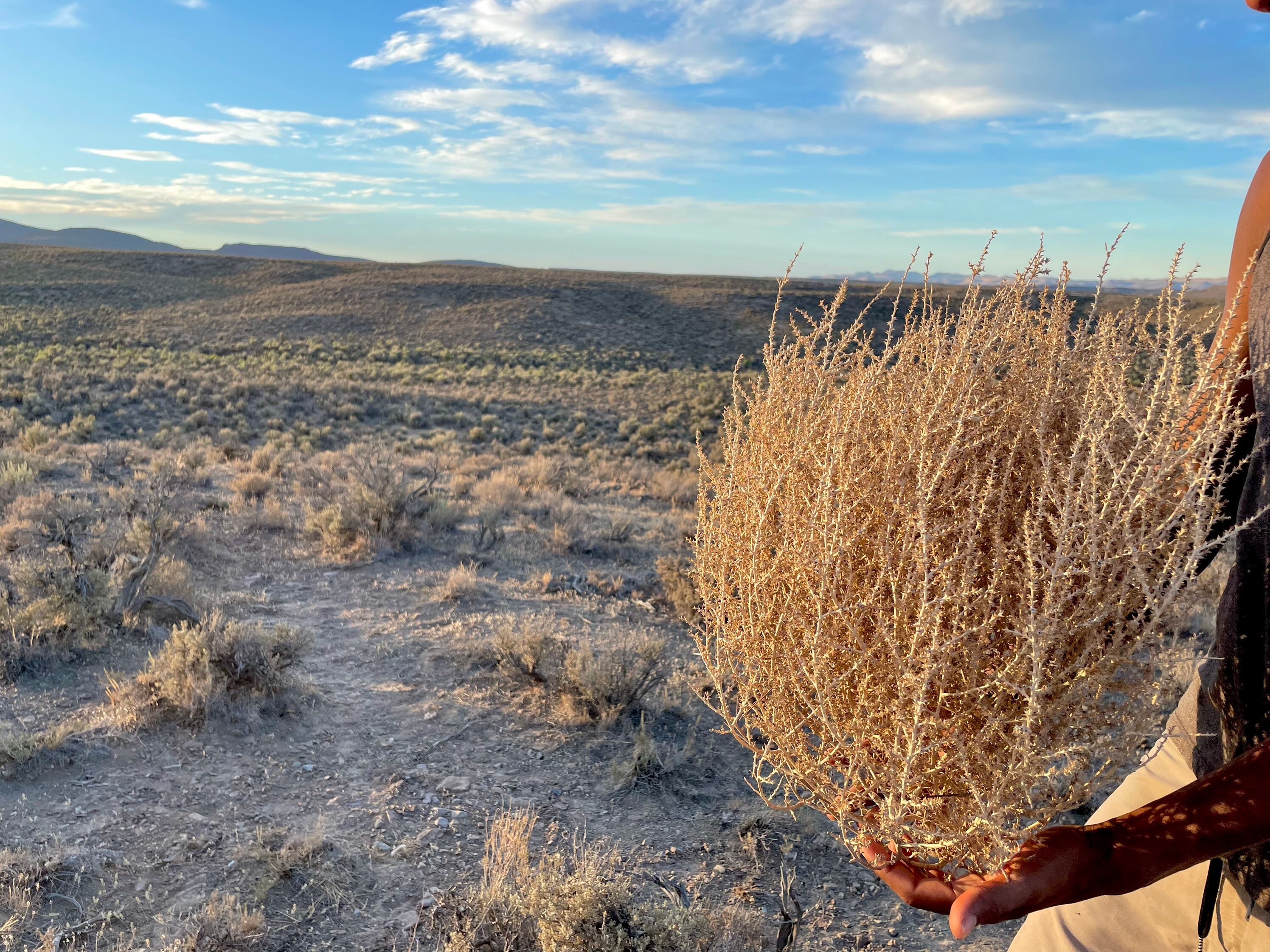 Large Tumbleweed Hand Foraged Natural Desert Tumbleweed Huge - Etsy