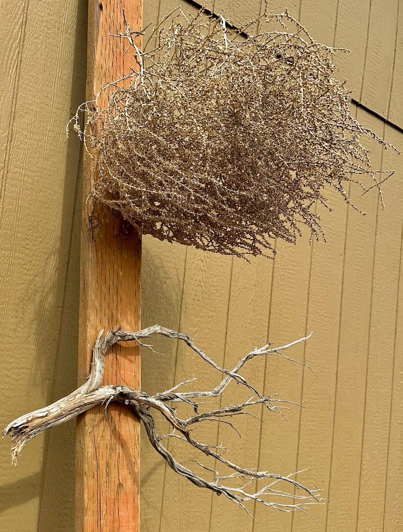 Desert Sage Branches!! 5pc 16”+ Western Decor Desert Driftwood Dry Sage ...