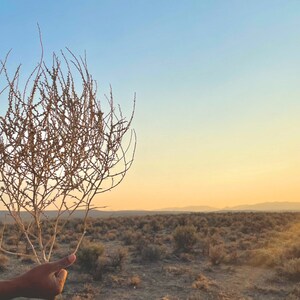 Medium Size Tumbleweed Branch! 12”-15” SINGLE BRANCH Tumbleweed Branch ...