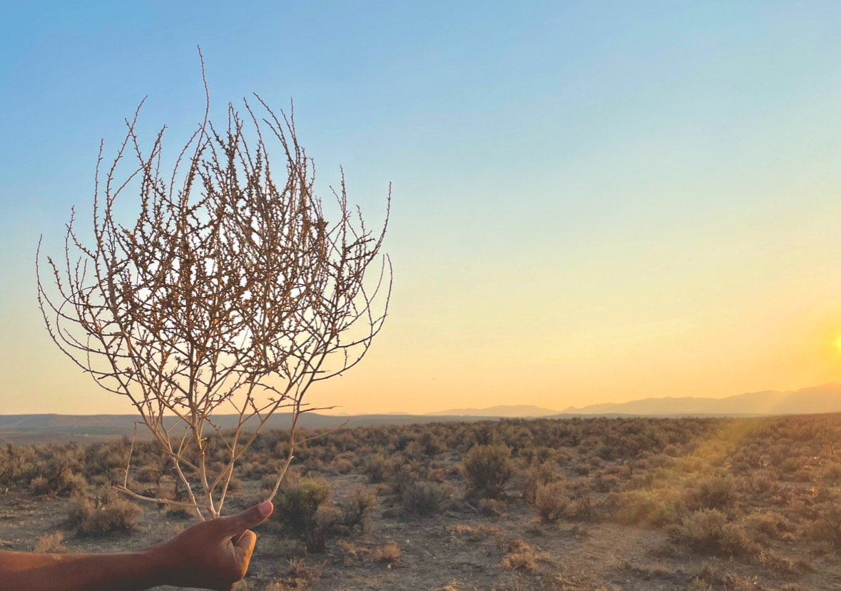 Medium Size Tumbleweed Branch! 12”-15” SINGLE BRANCH Tumbleweed Branch ...