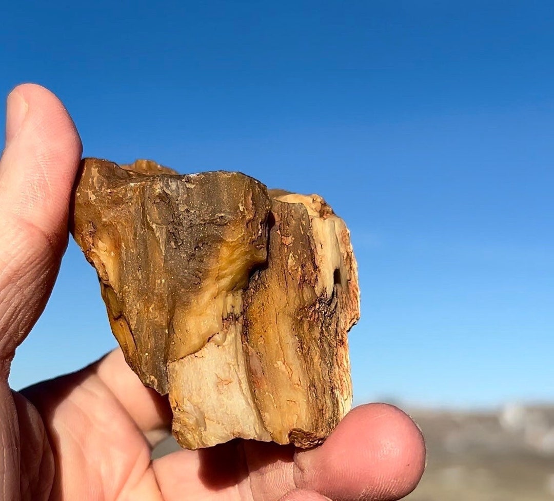 Rare Carbonized Petrified Wood Gorgeous Opal Bark Gorgeous Deep Best ...
