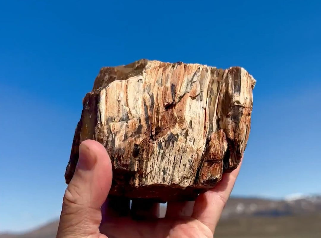 2.9lbs!! Large! Beautiful Rare Petrified Wood Agate Core Mineral ...