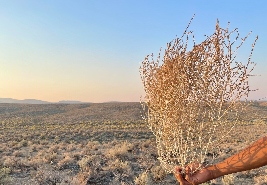 XL Large Medium Small Tumbleweed Single Branch Hand Foraged Natural ...